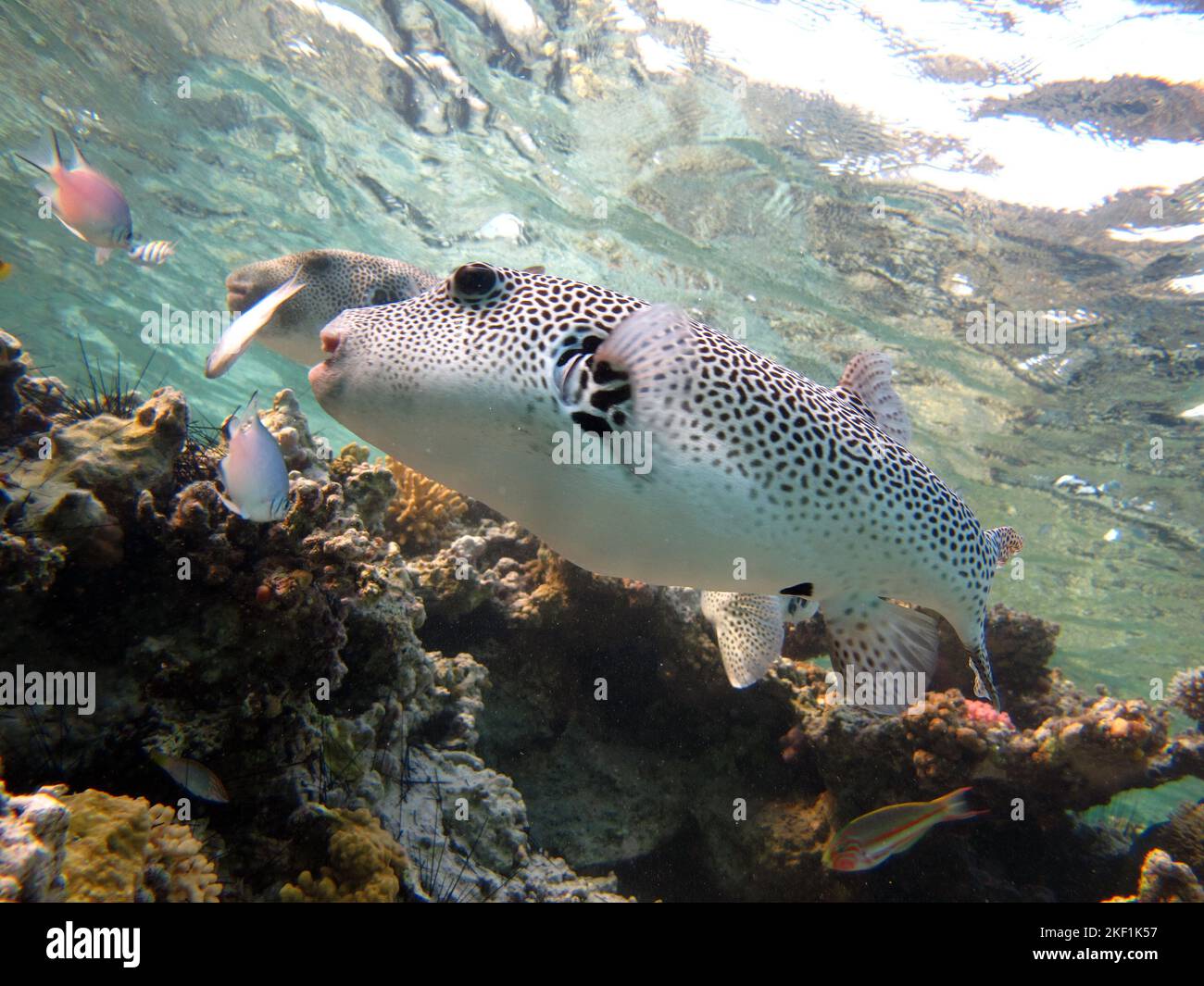 Arothron stellatus - Star puffer - This puffer (or arotron), one of the ...
