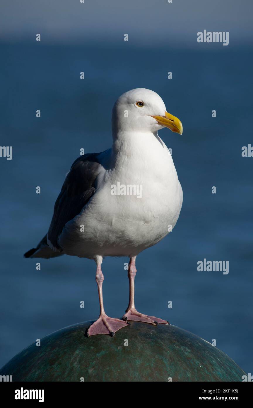 Seagull standing still hi-res stock photography and images - Alamy