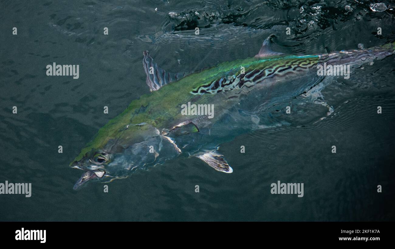 A top view of green and gray Little tunny fish swimming in the water ...