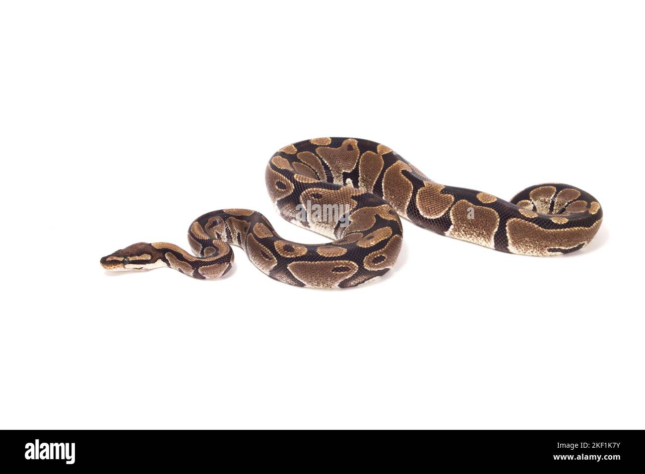 Python snake on white background Stock Photo - Alamy Python snake on white background Stock Photo - Alamy
