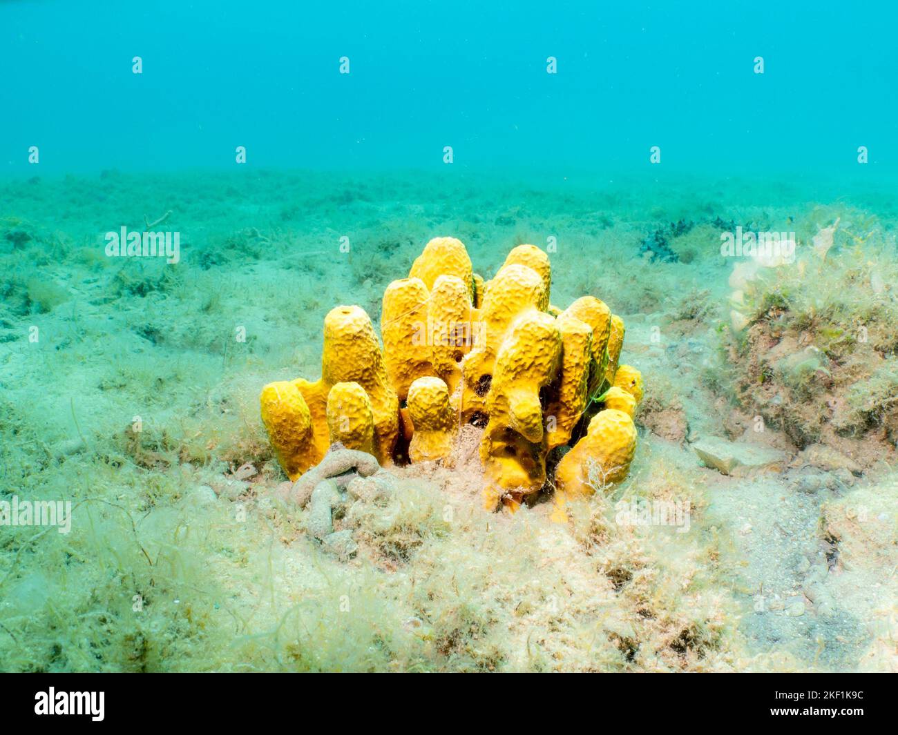 Yellow tube sponge, Aplysina aerophoba, with a light turquoise ocean ...