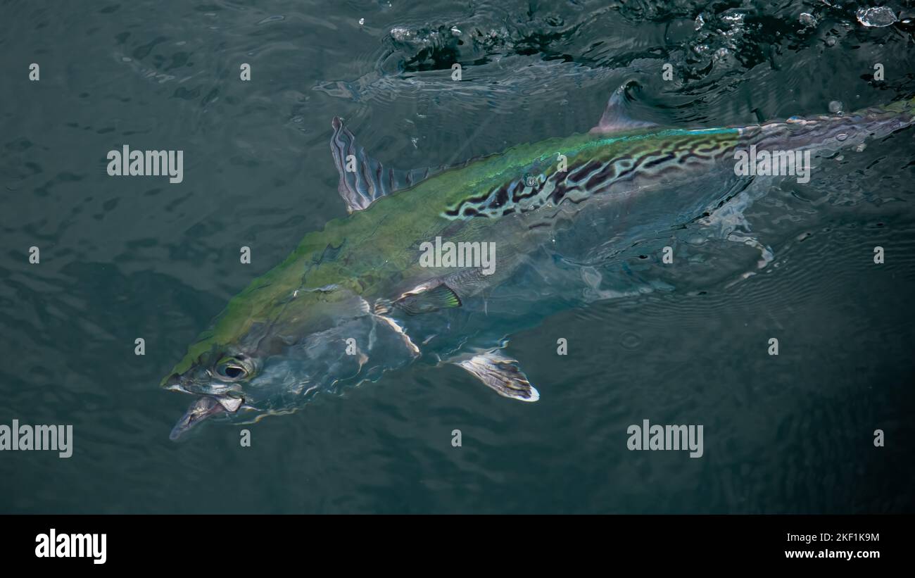 A top view of green and gray Little tunny fish swimming in the water ...