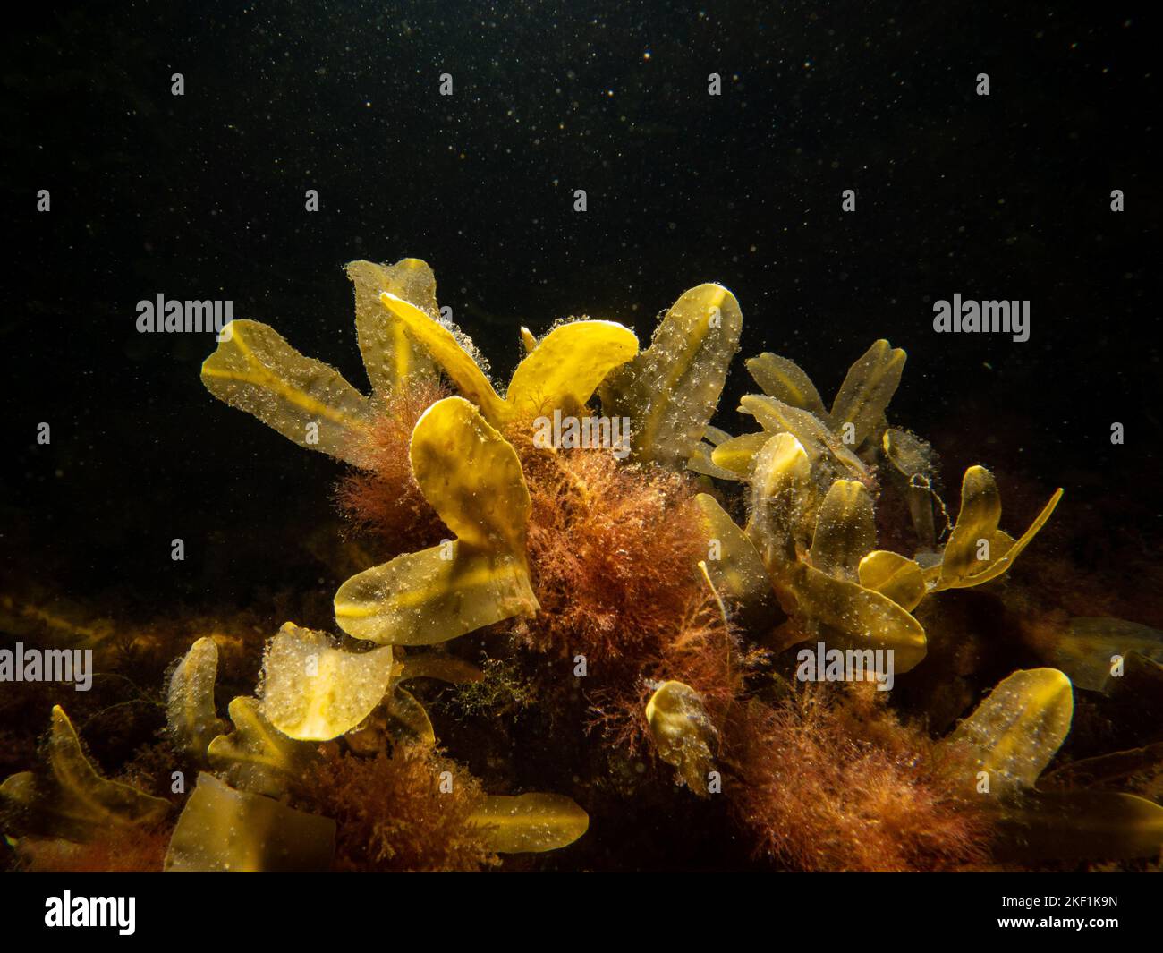 close up of bladderwrack, also known as bladder fucus, pop weed, cut ...