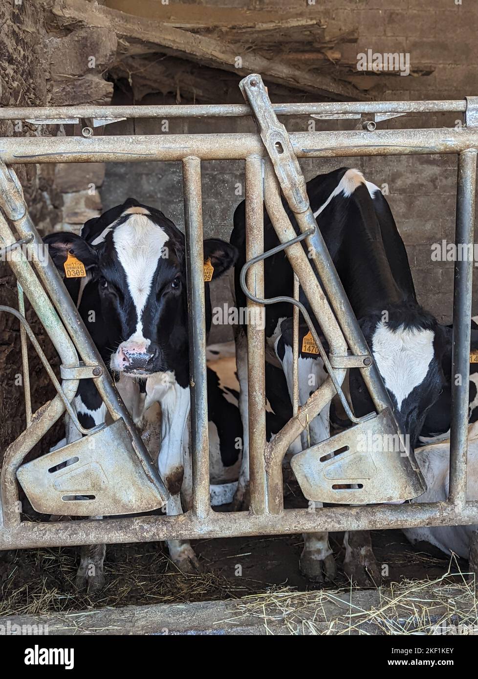 Vertical shot white bovine hi-res stock photography and images - Alamy