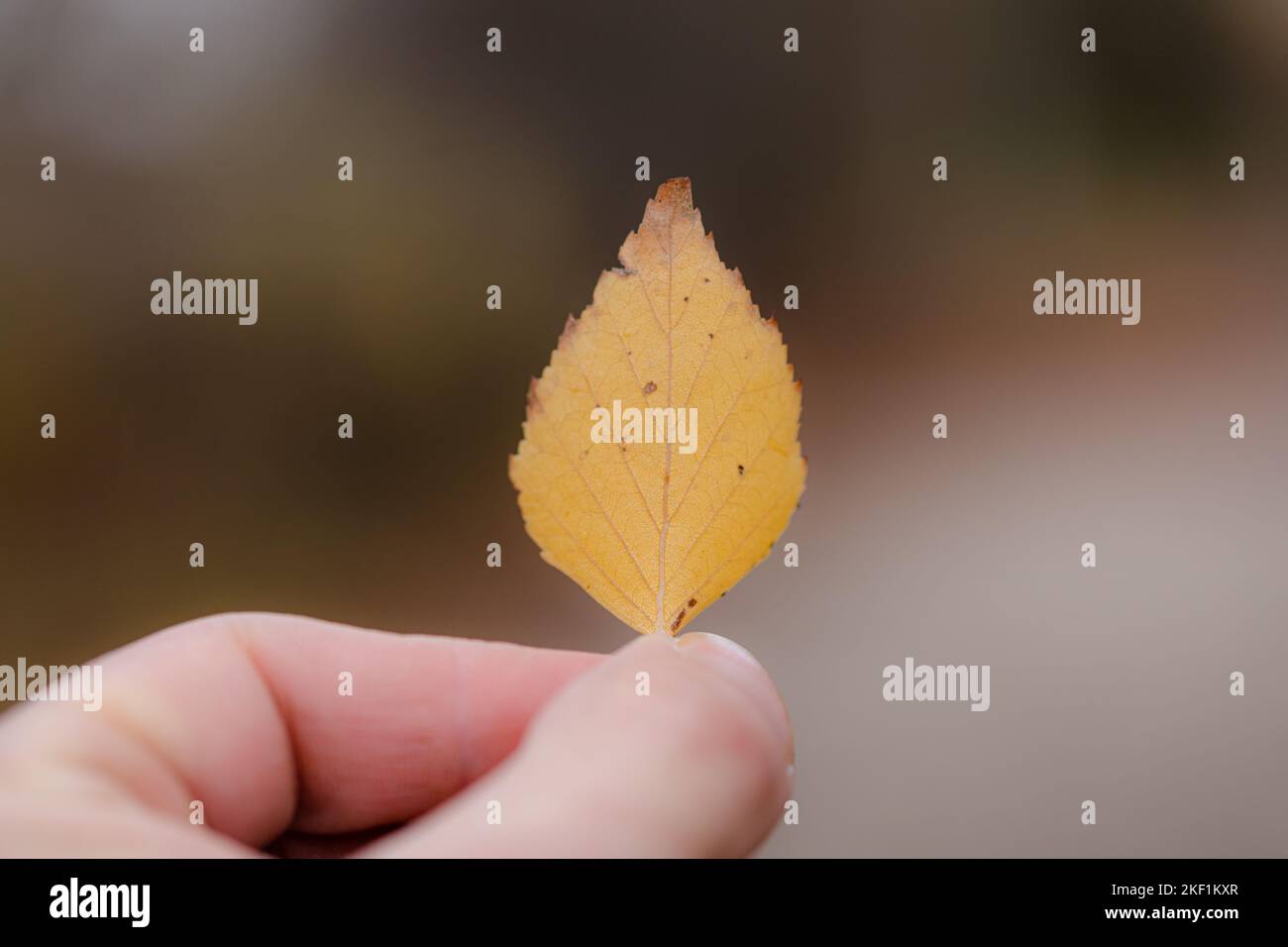 A human hand holding autumn leaf isolated in blurred background Stock ...
