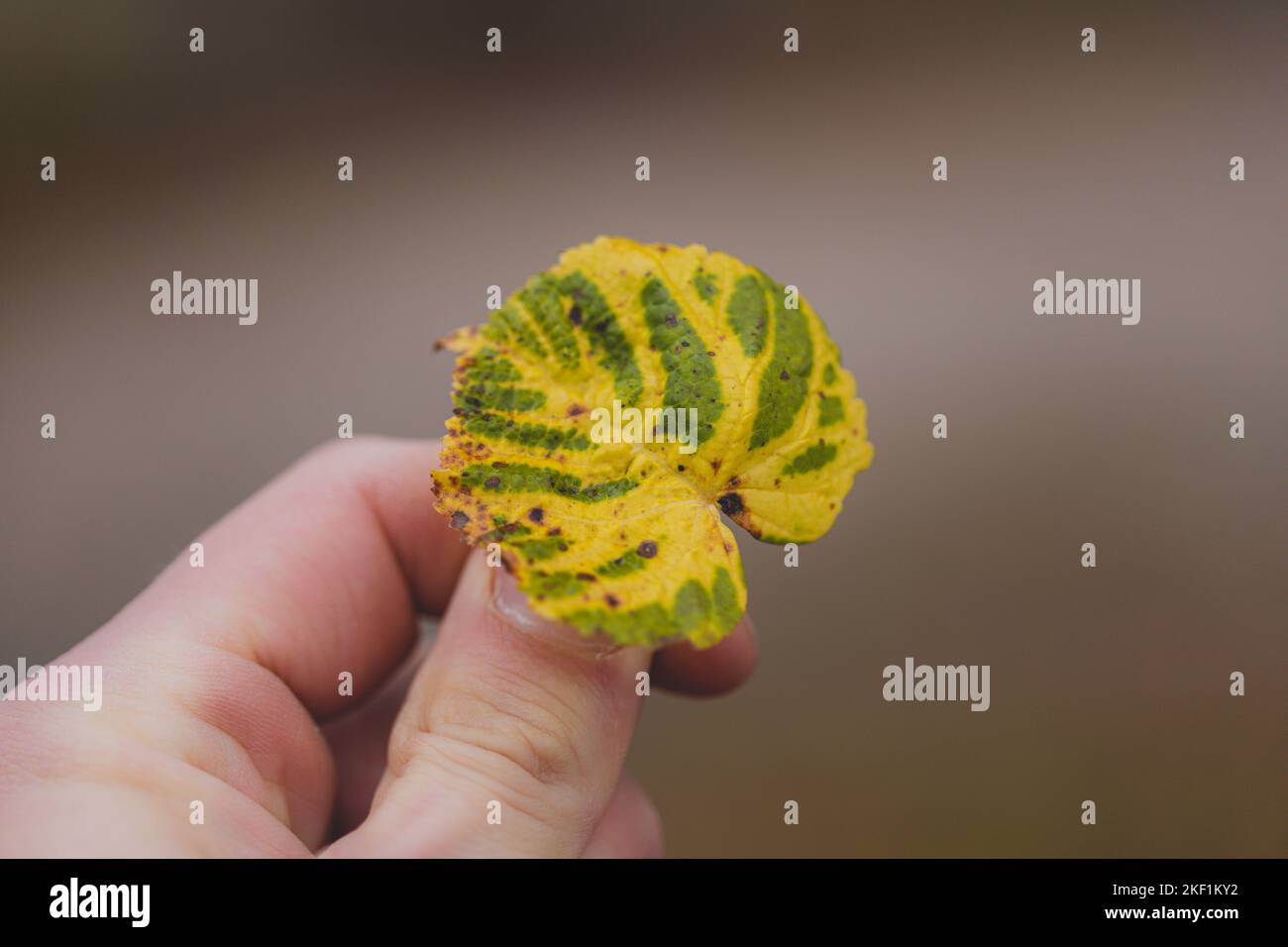 A human hand holding autumn leaf isolated in blurred background Stock ...