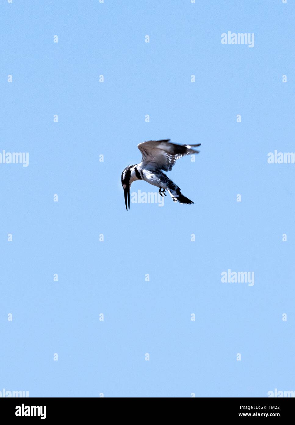 Tanzania kingfishers hi-res stock photography and images - Alamy