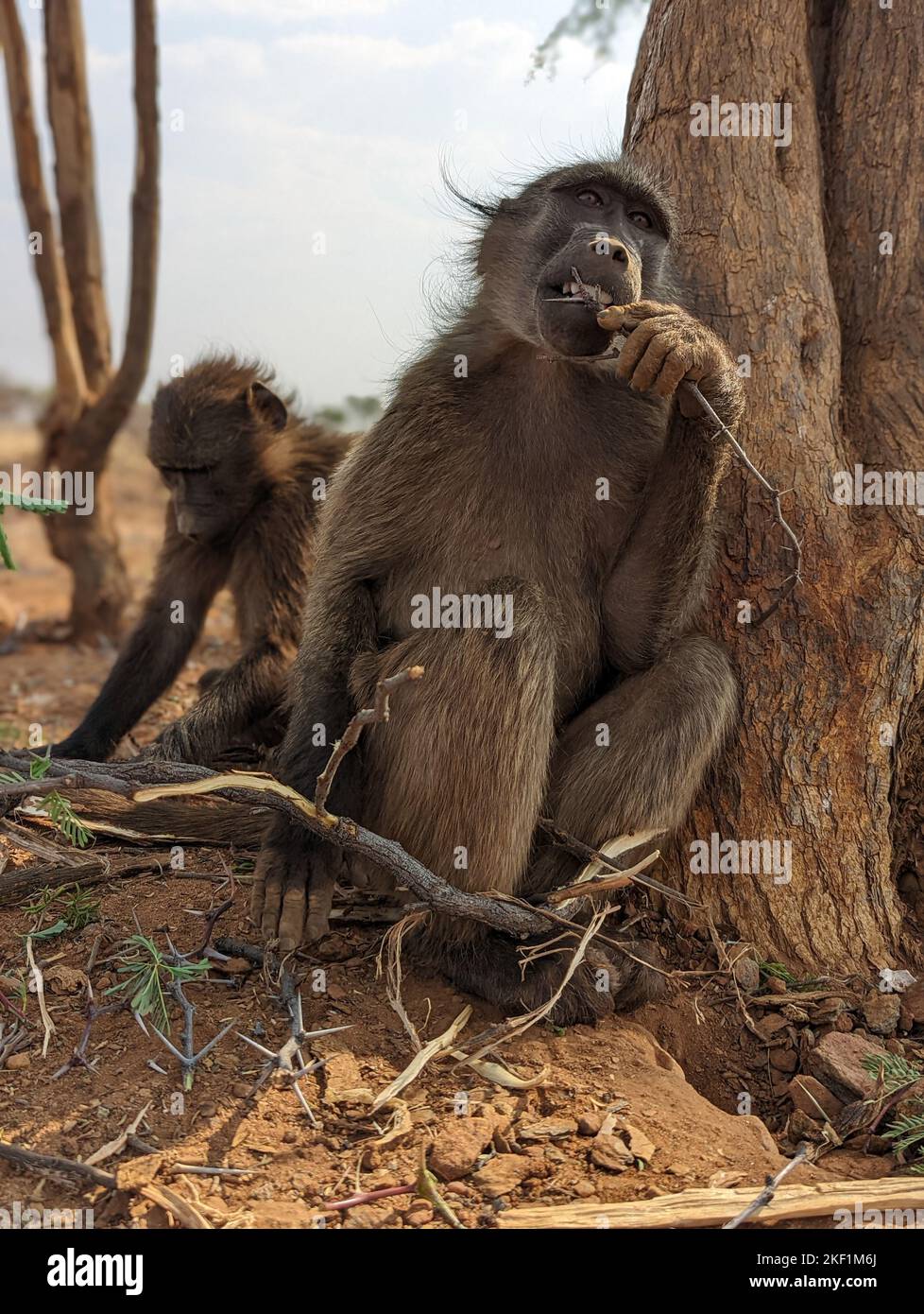 A closeup of Baboons near tree trunk Stock Photo - Alamy