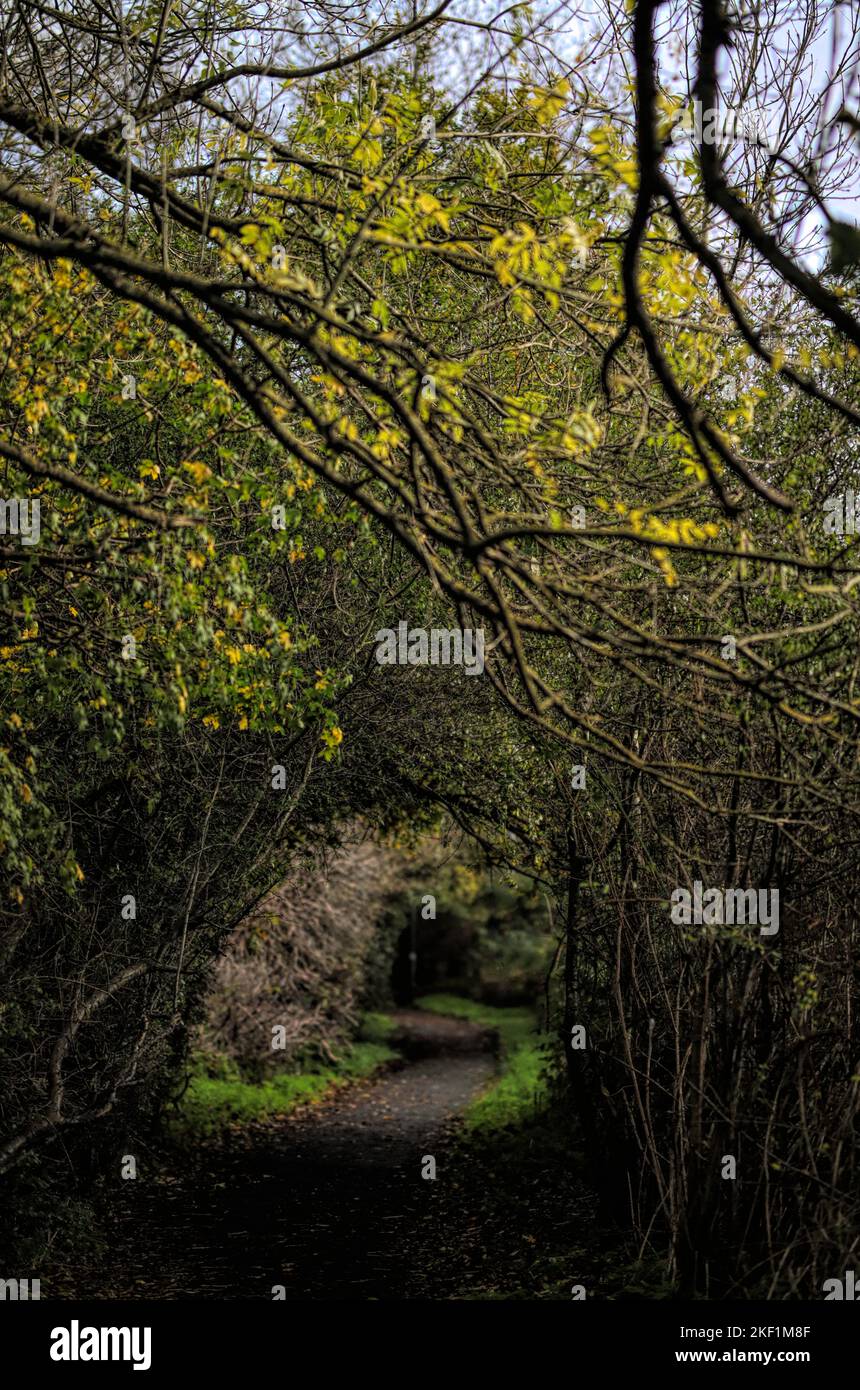 A narrow pathway in a park covered in yellowing trees and bushes in ...