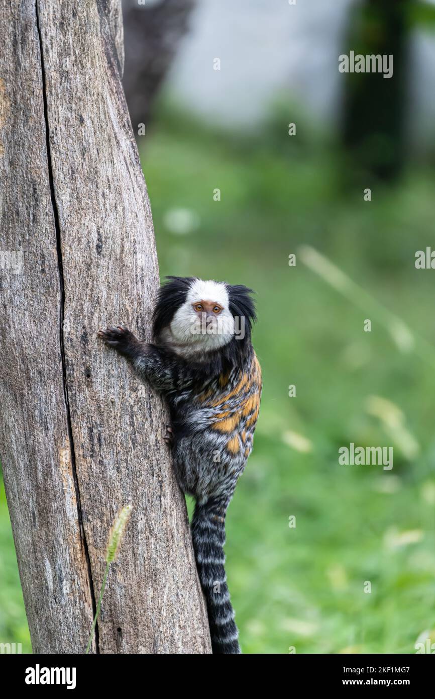 Baby pygmy marmoset hi-res stock photography and images - Alamy