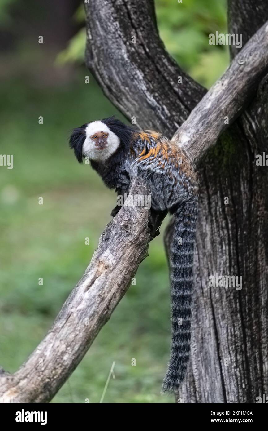 Pygmy marmoset young hi-res stock photography and images - Alamy