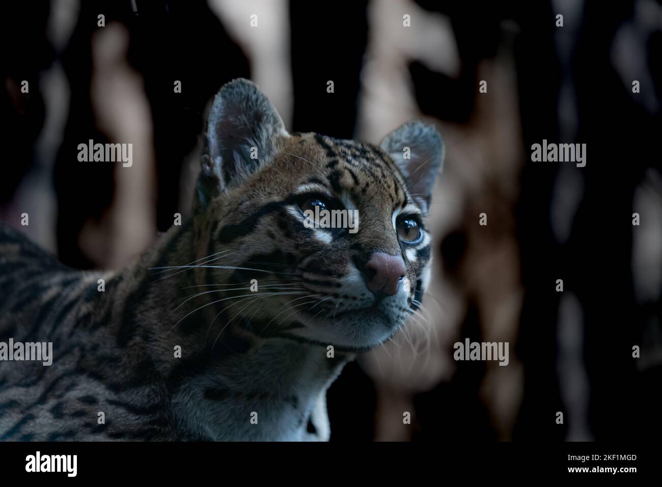 dark portrait of an ocelot Stock Photo - Alamy