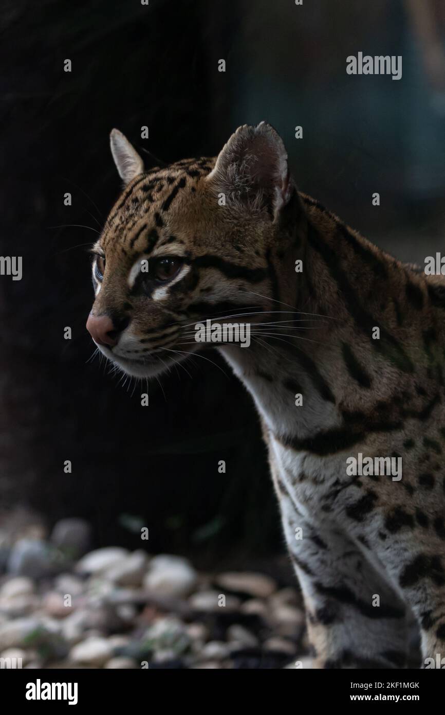 dark portrait of an ocelot Stock Photo - Alamy