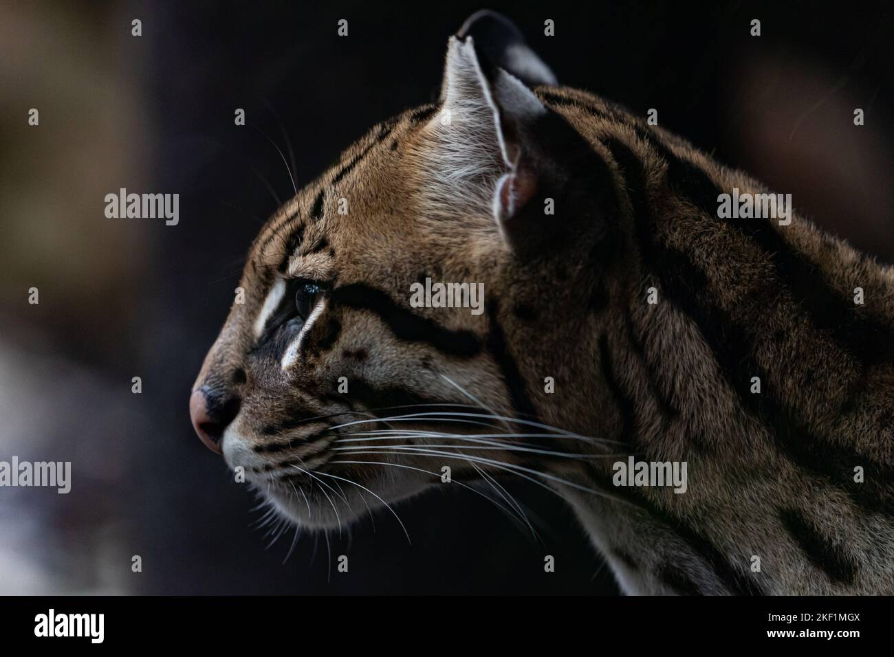 Ocelot young hi-res stock photography and images - Alamy