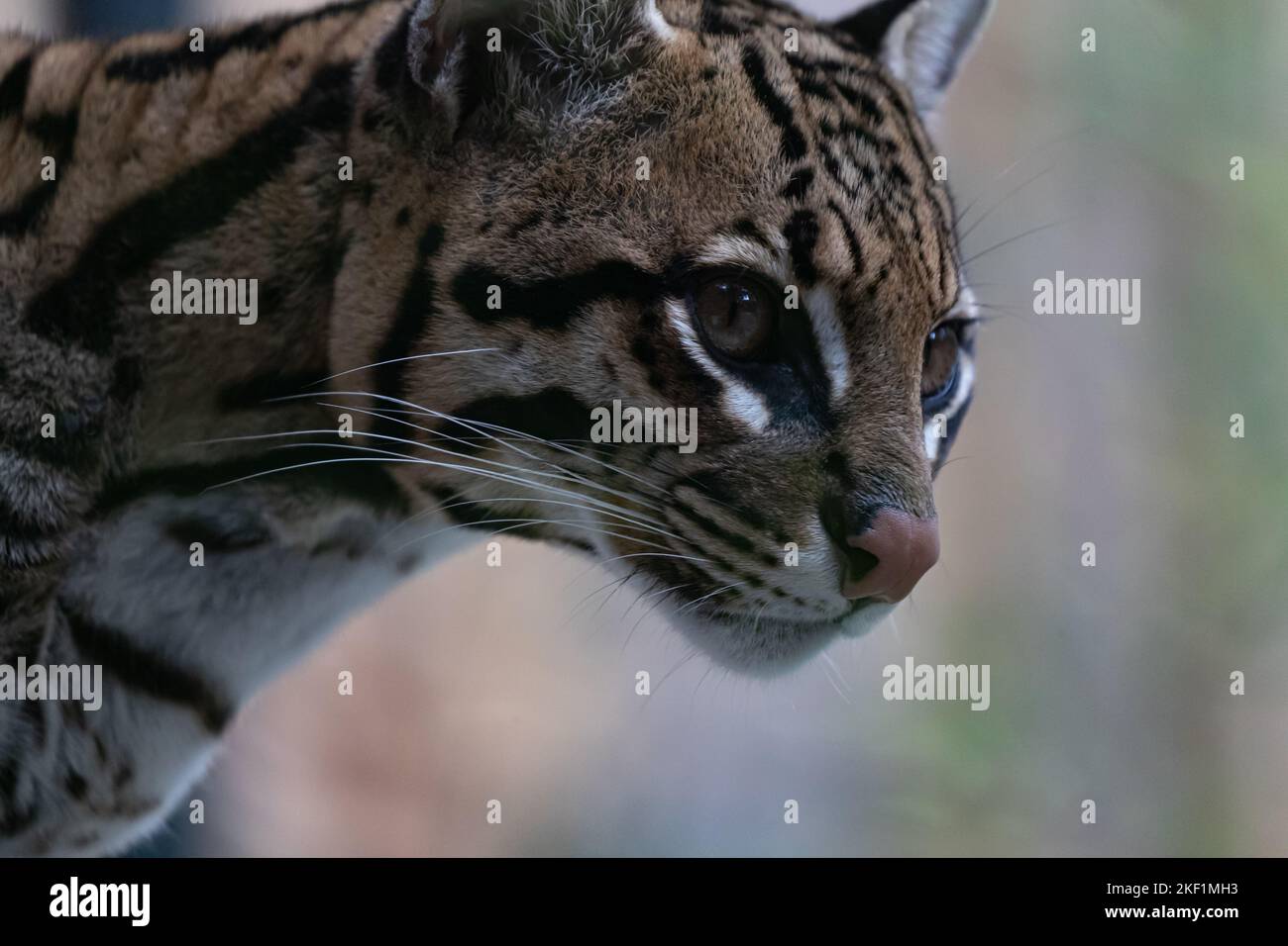 dark portrait of an ocelot Stock Photo - Alamy