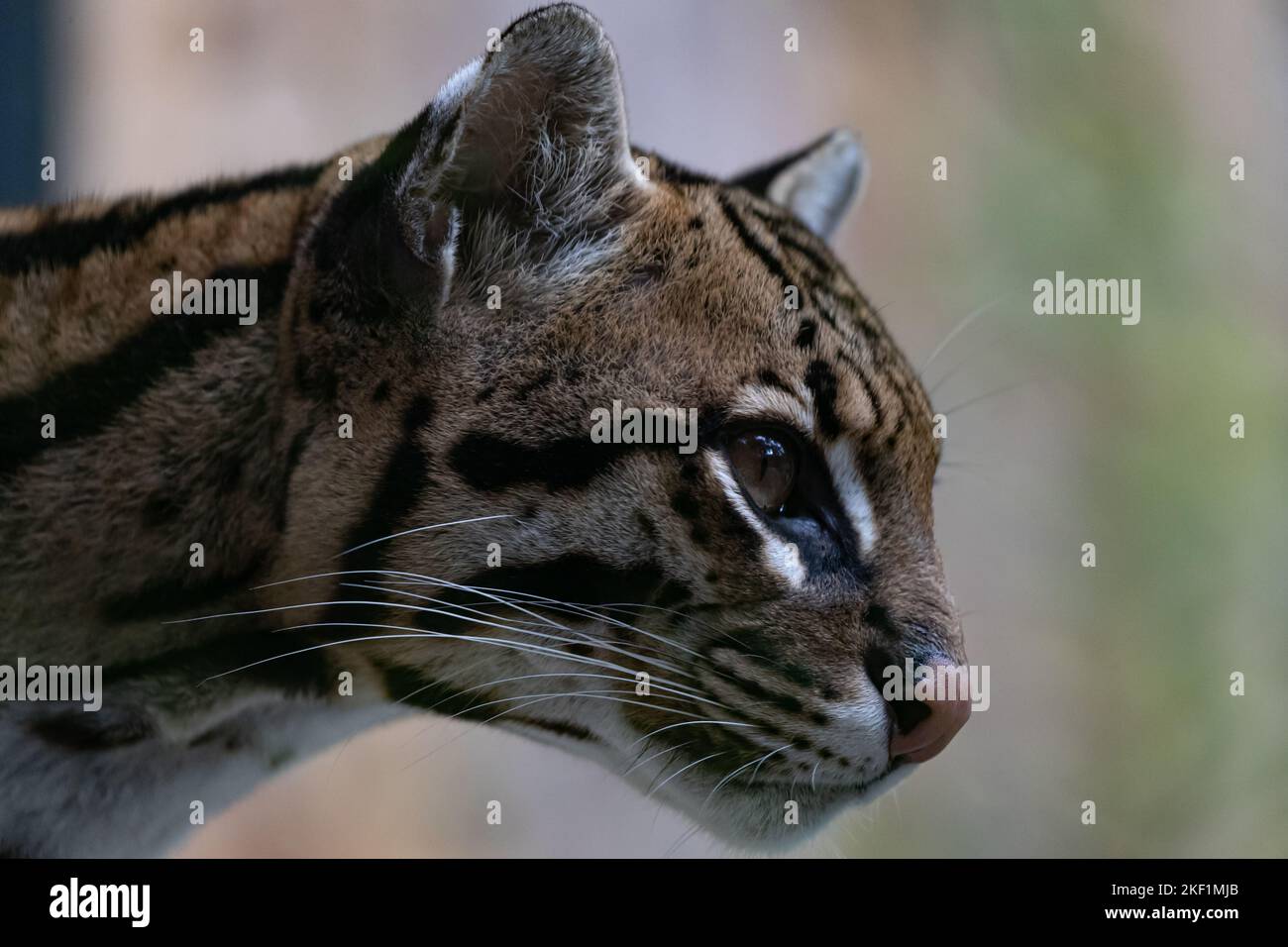 dark portrait of an ocelot Stock Photo - Alamy