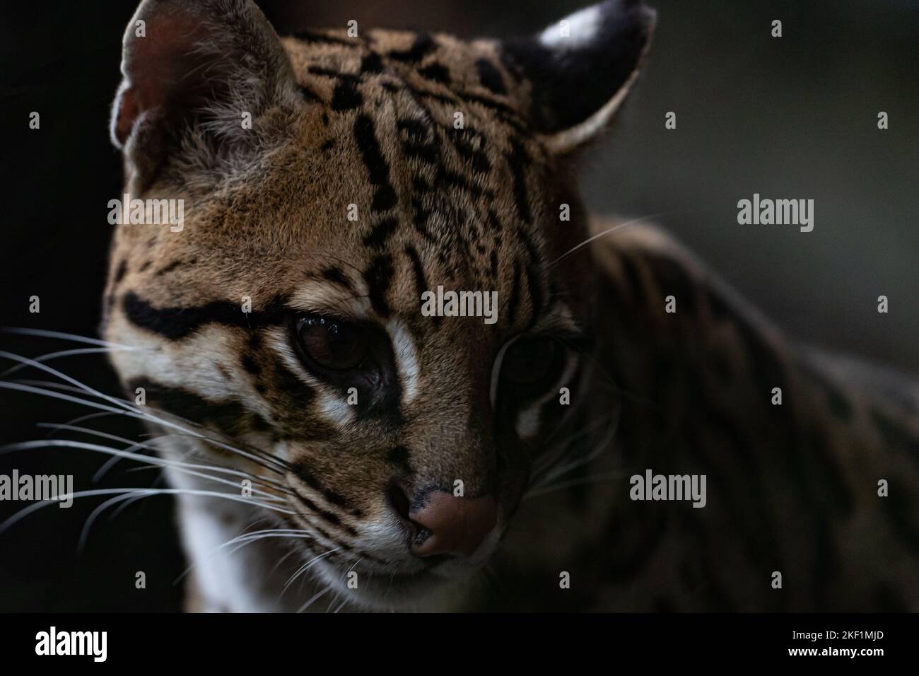 dark portrait of an ocelot Stock Photo - Alamy
