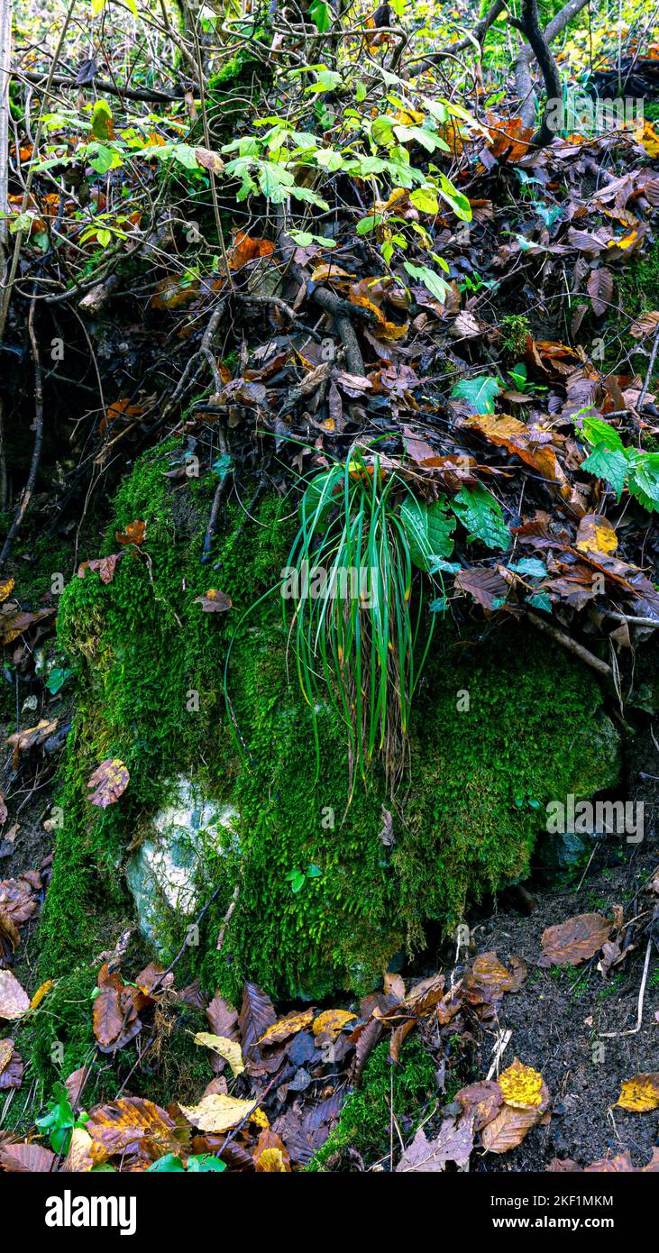 Dense forest of plants and dried leaves on the ground Stock Photo - Alamy