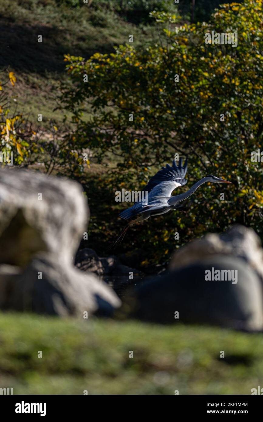Beautiful white heron flying hi-res stock photography and images - Alamy