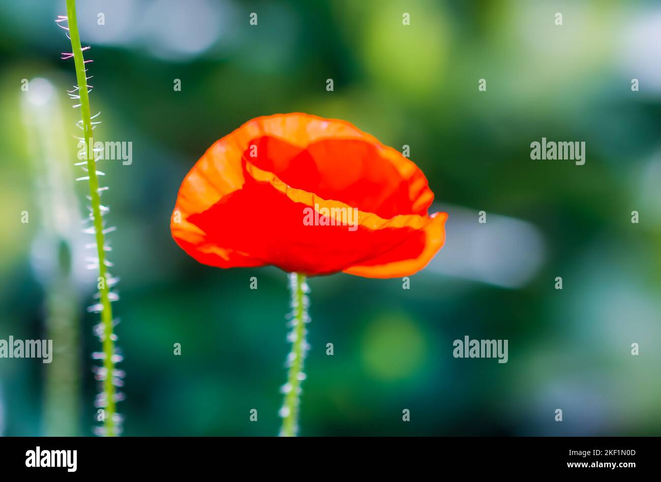 Red poppy flowers in sunlight Stock Photo - Alamy