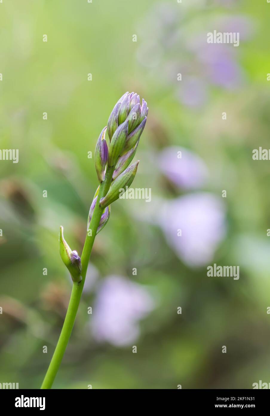 Hosta plant in flowering season. Blue Mouse Ears purple flowers Stock ...
