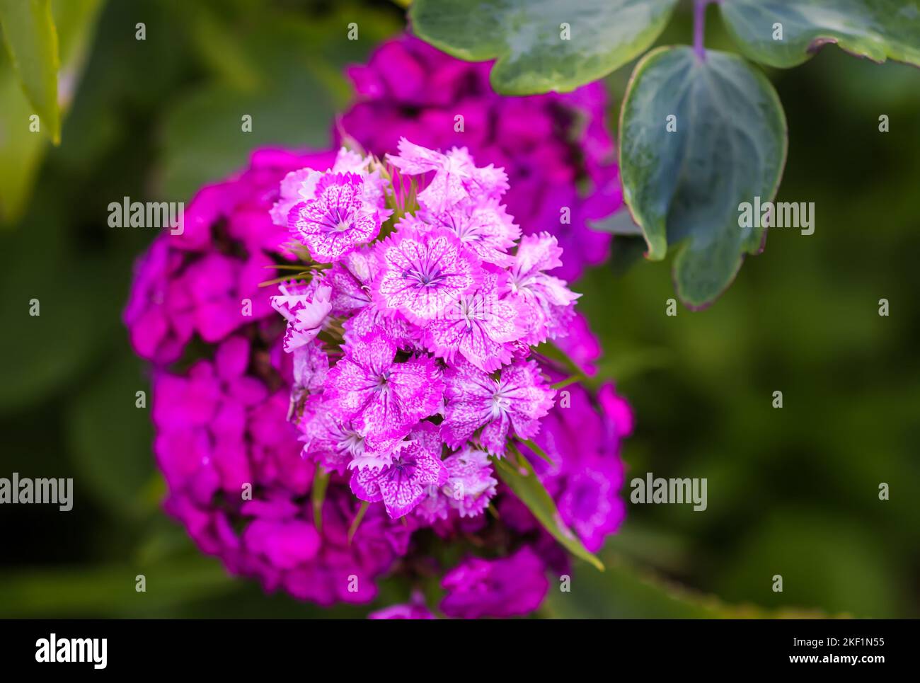 Turkish carnation pink flowers in a summer garden Stock Photo - Alamy