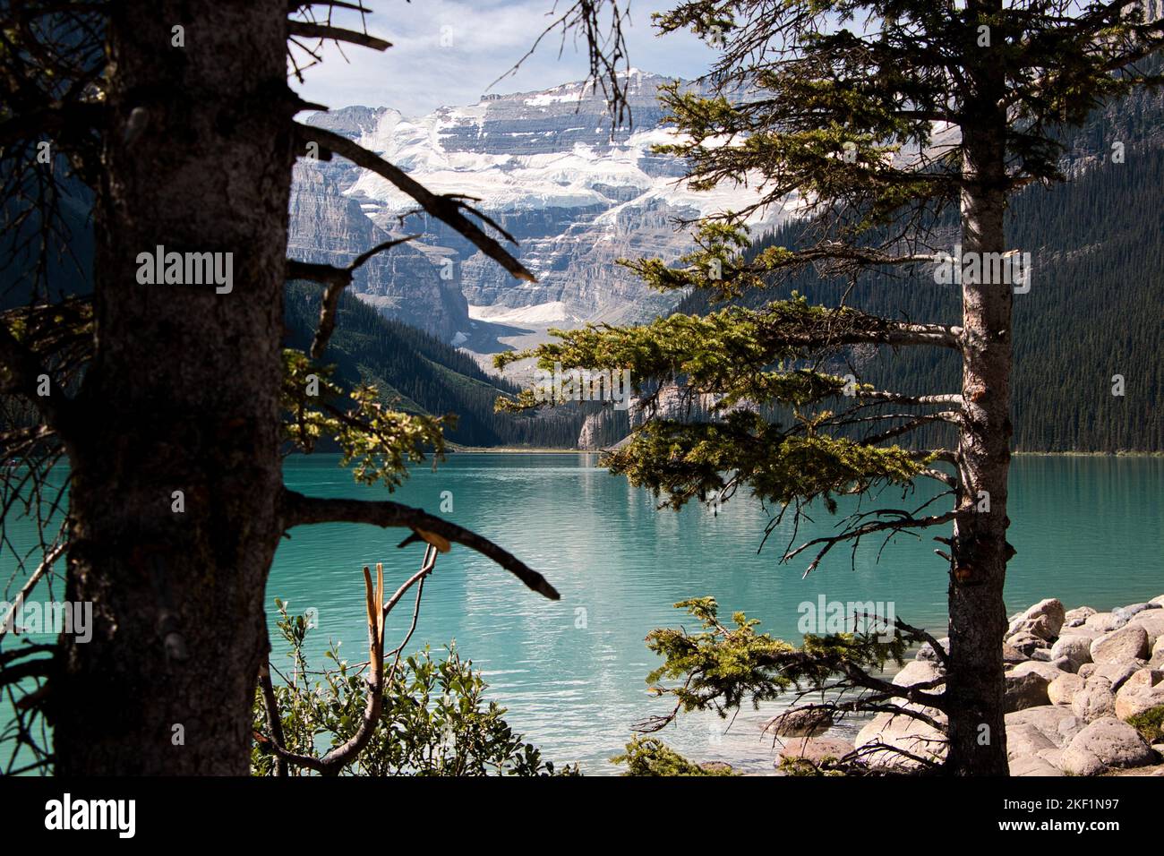 Green trees on the shore of Lake Louise with snowy mountains in Banff ...