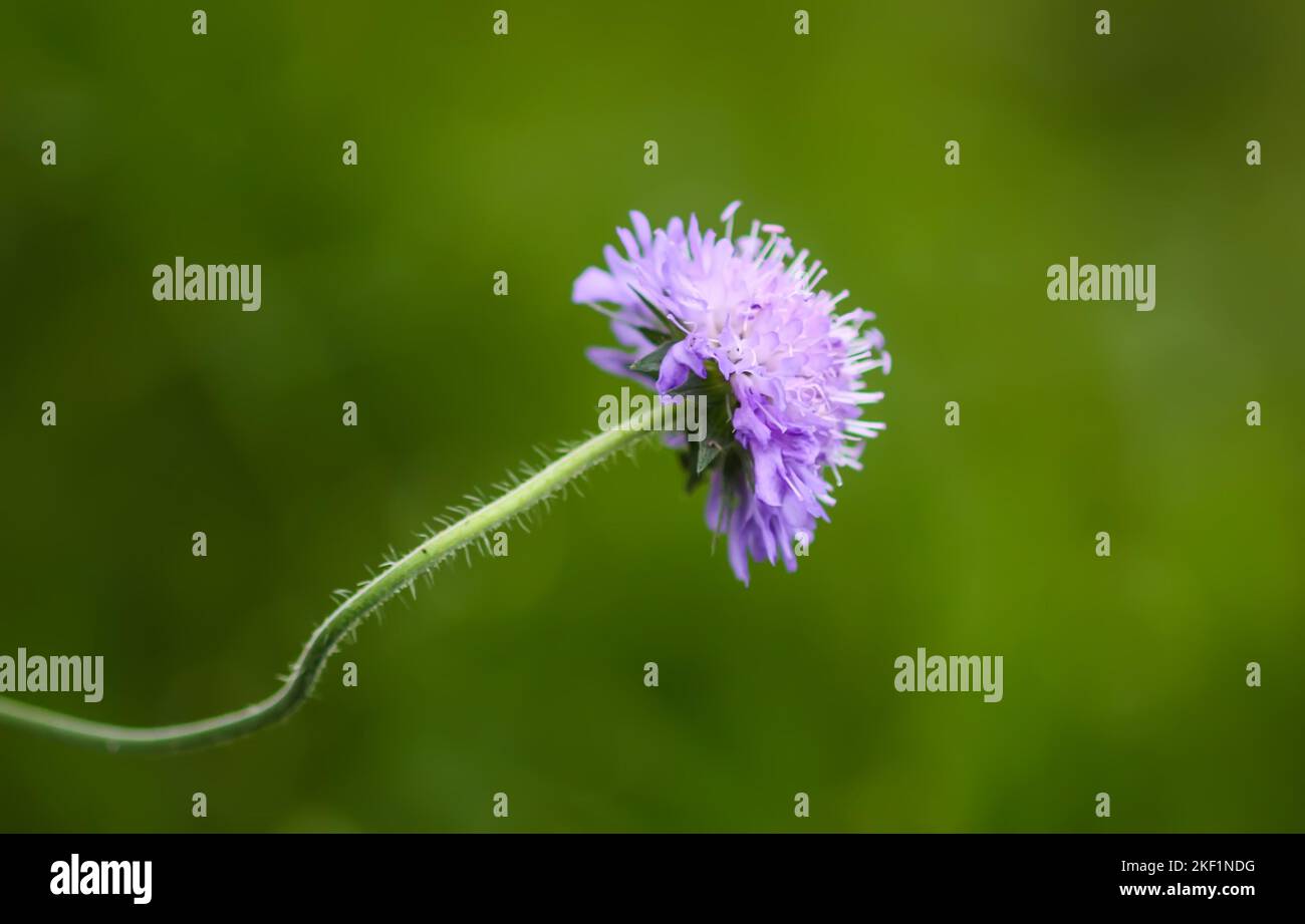 Scabies flower hi-res stock photography and images - Alamy
