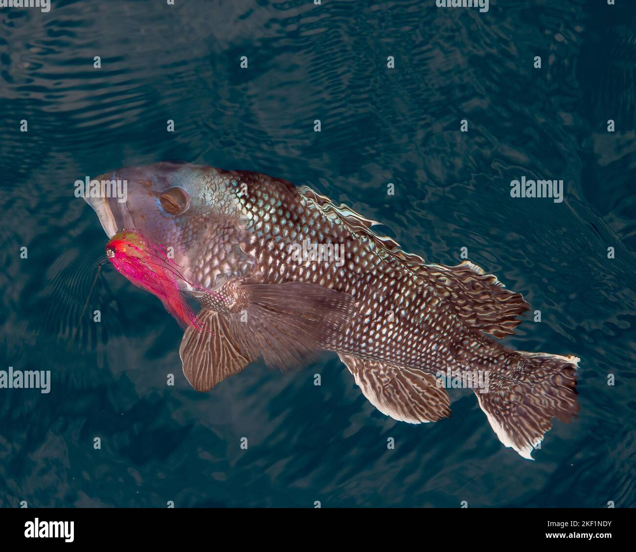 A smallmouth bass fish caught on the water surface Stock Photo - Alamy