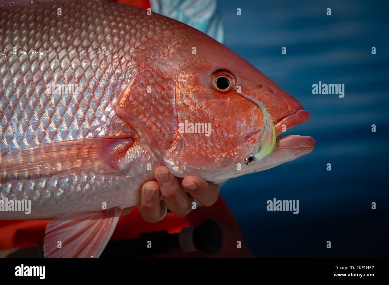 The northern red snapper fish in the hand of a fisherman Stock Photo ...