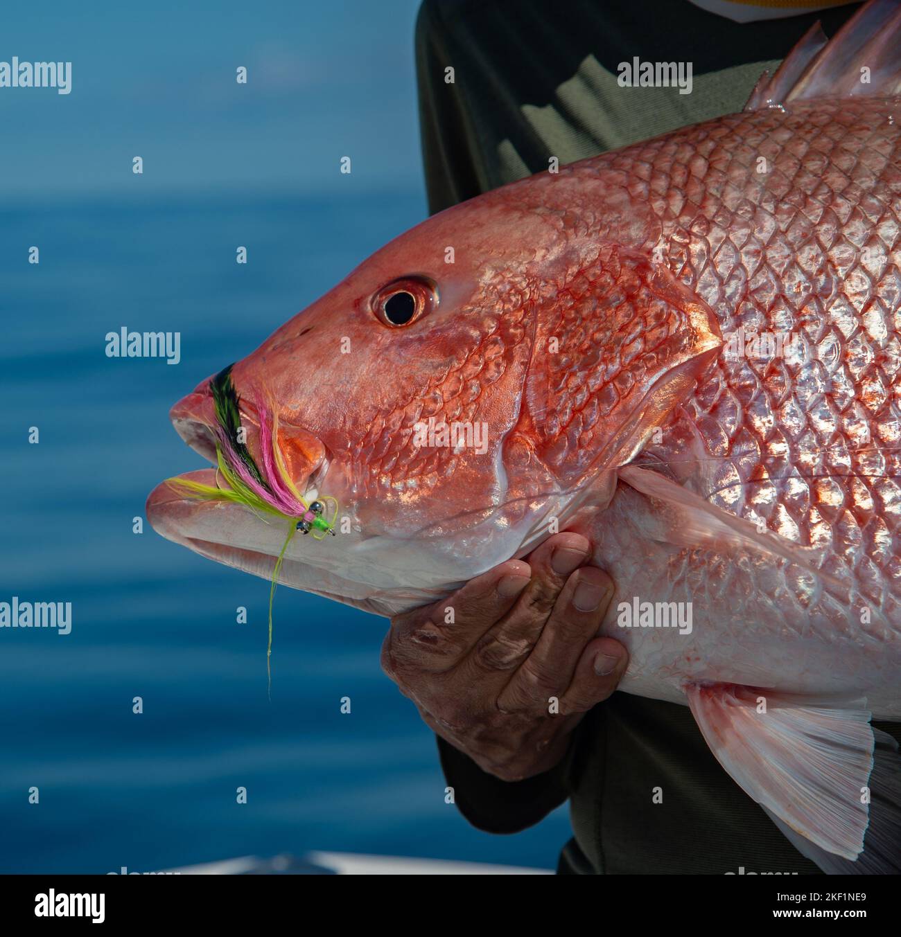 The northern red snapper fish in the hand of a fisherman Stock Photo ...