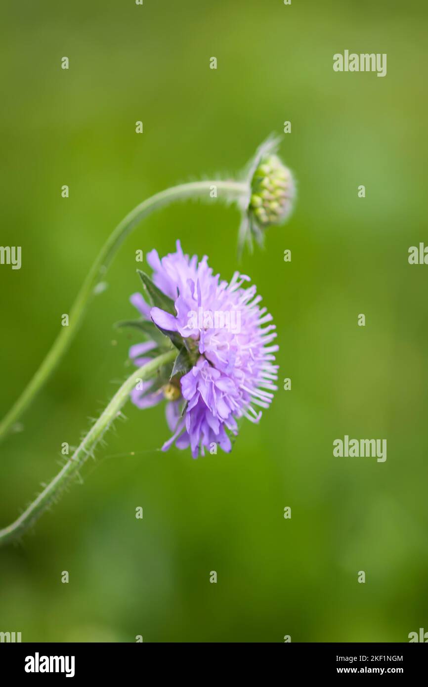 Scabies flower hi-res stock photography and images - Alamy