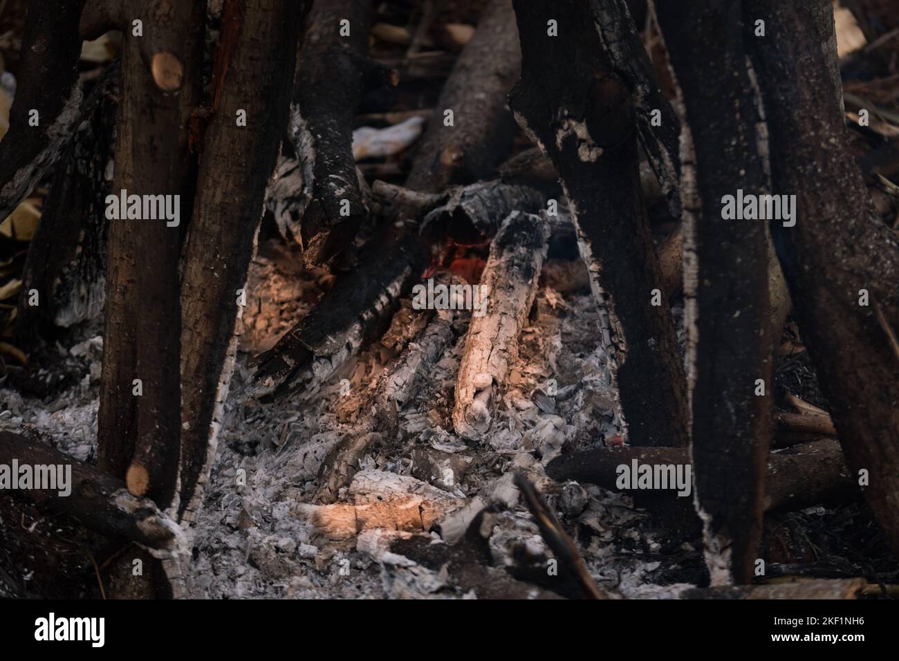 The ashes of the campfire after burning with still noticeable lights ...
