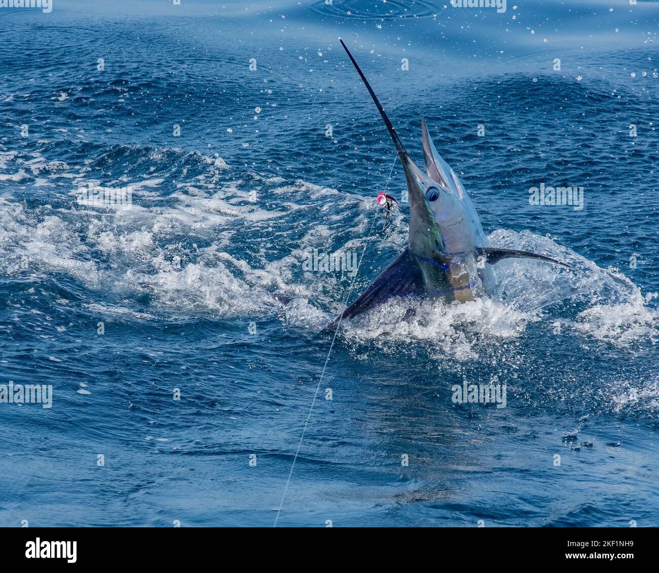 A caught swordfish splashing out of water Stock Photo - Alamy