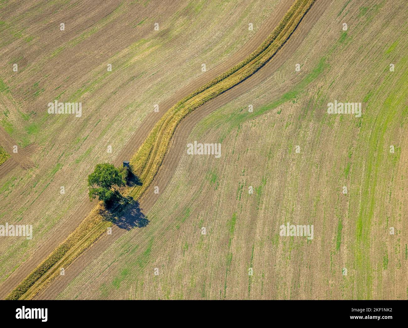 Aerial view, tree in field with high seat, meadows and fields, Wodantal ...