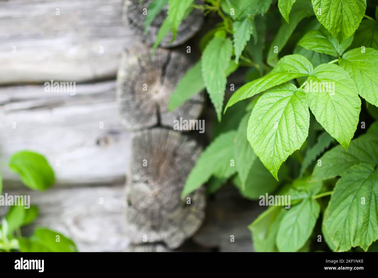 Green leaves of the Raspberry plant. Medical herbs Stock Photo - Alamy