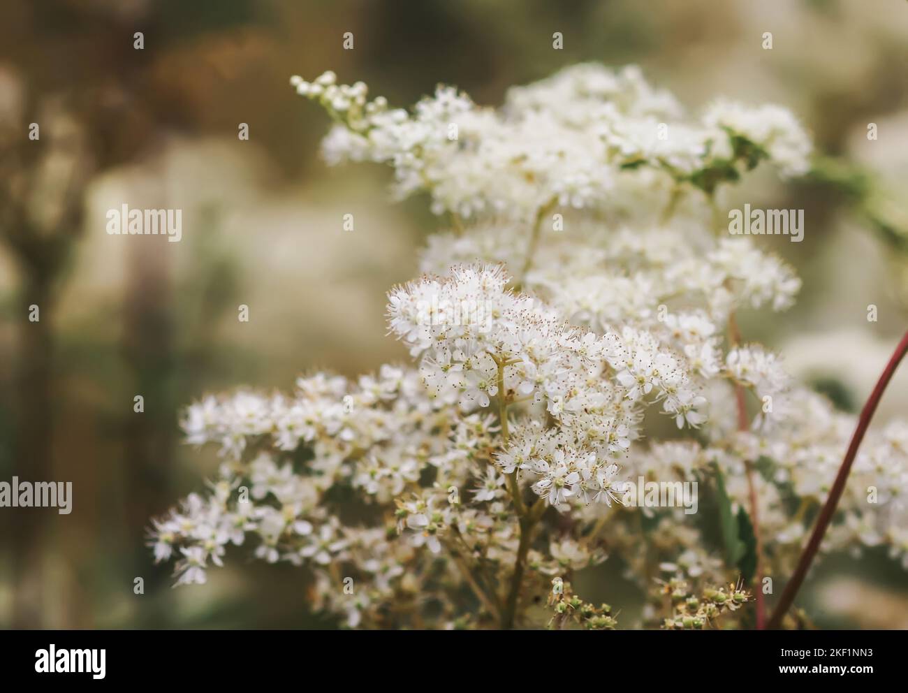 Meadowsweet or Filipendula ulmaria flowers. Medicinal plant in the wild ...