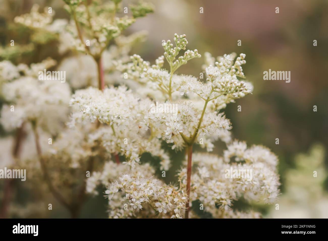 Meadowsweet or Filipendula ulmaria flowers. Medicinal plant in the wild ...