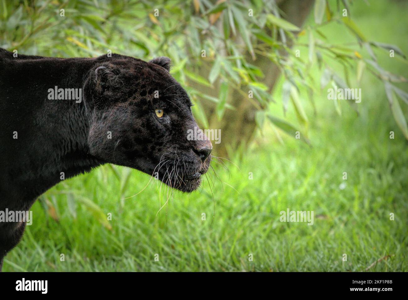 A side portrait of a black panther on a green meadow Stock Photo - Alamy