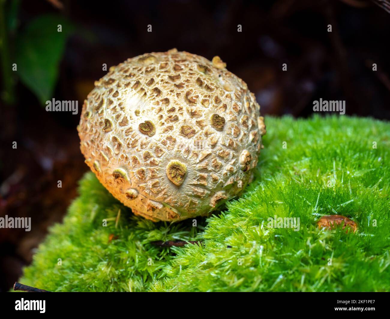 selective focus of an earth ball (Scleroderma citrinum) on a forest ...