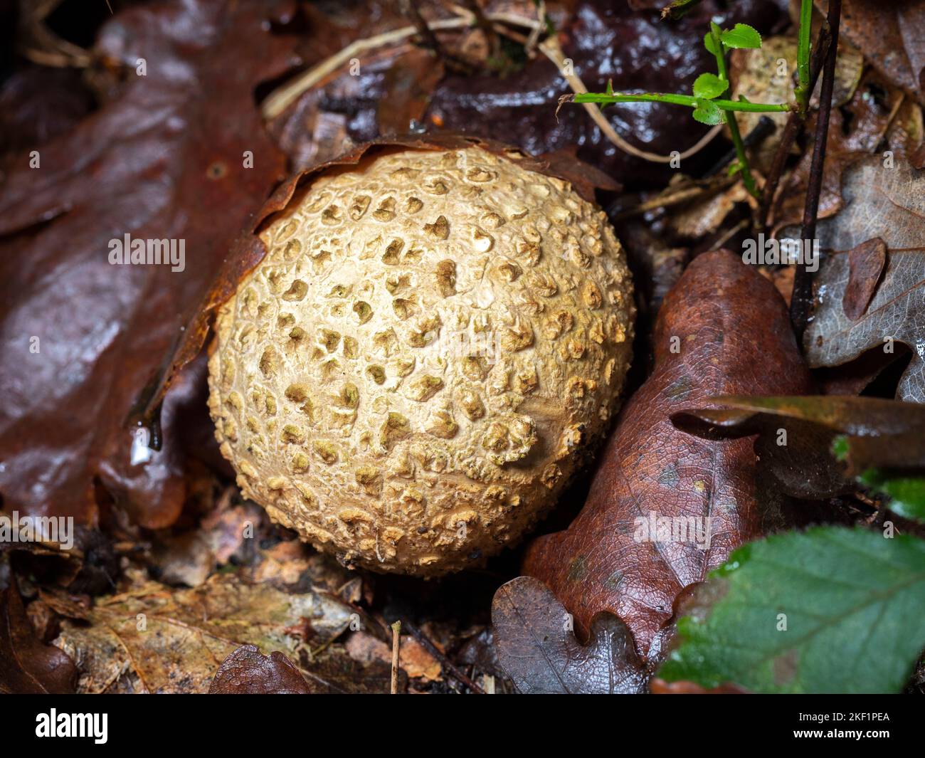 selective focus of an earth ball (Scleroderma citrinum) on a forest ...
