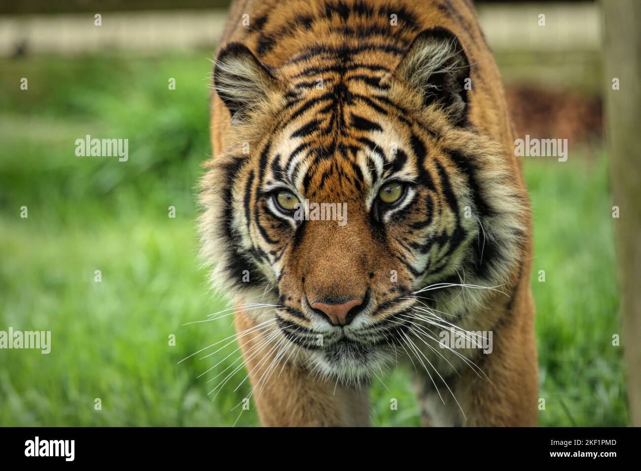A portrait of a tiger in its habitat Stock Photo - Alamy