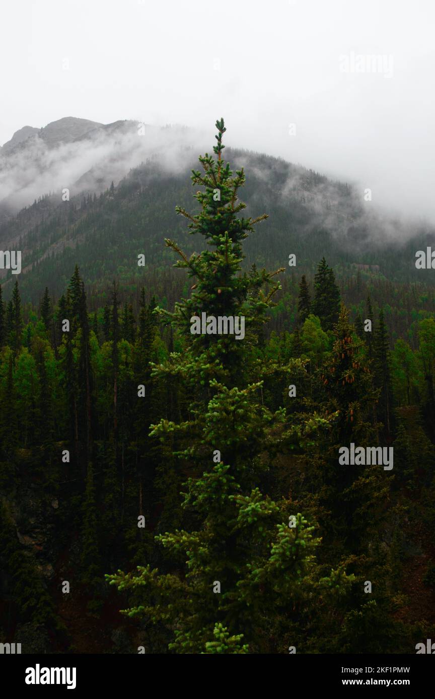 A wet pine tree against the misty mountain on a rainy day Stock Photo ...