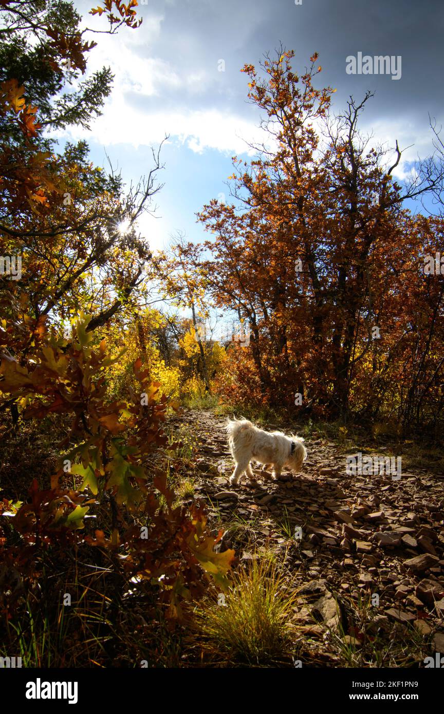 A white dog in a forest with golden oak trees Stock Photo - Alamy