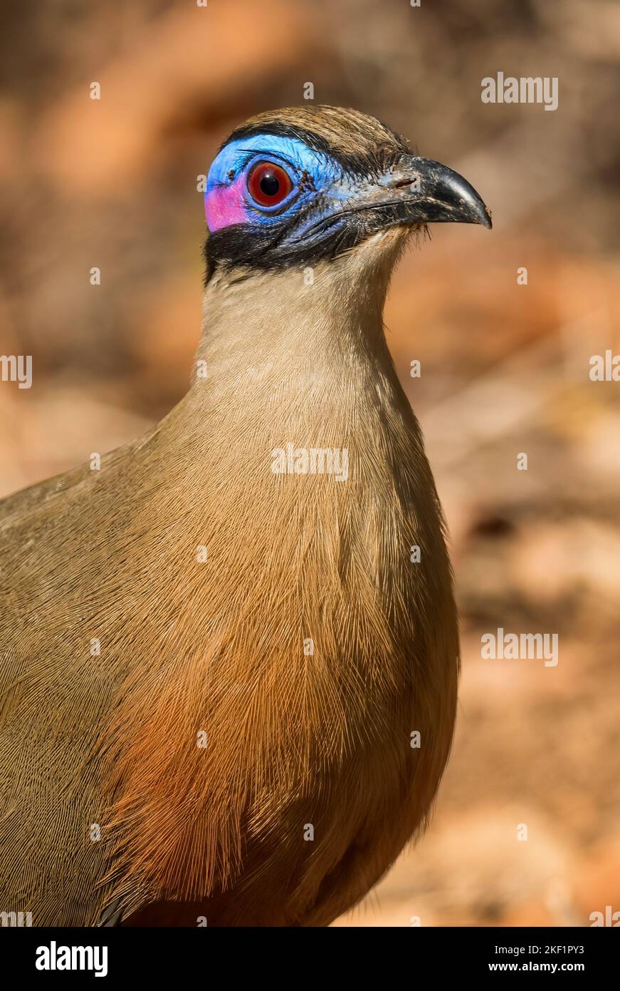 Giant Coua - Coua gigas, big ground bird from endemic in Western ...