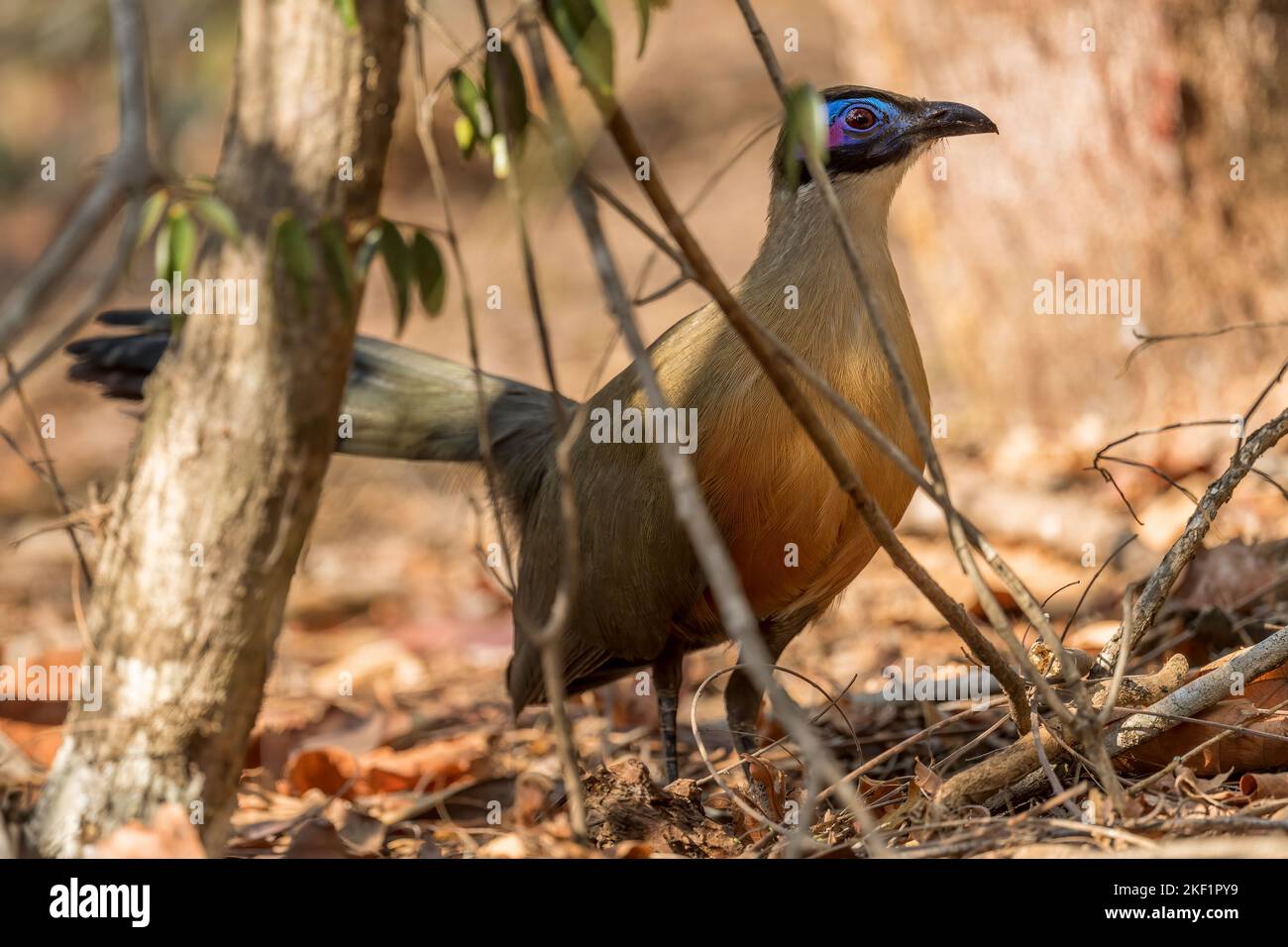 Giant Coua - Coua gigas, big ground bird from endemic in Western ...