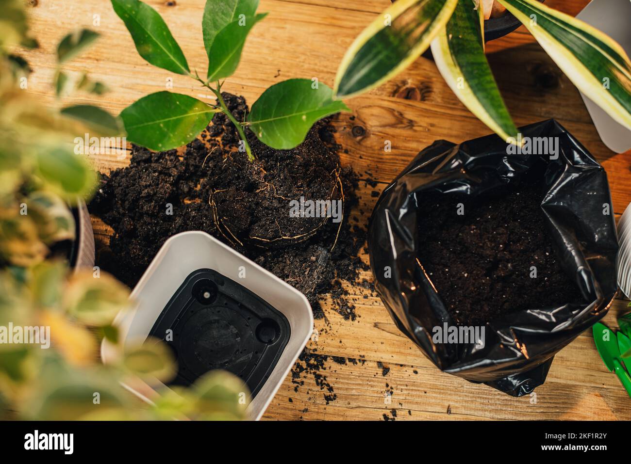 Repotting houseplant hi-res stock photography and images - Alamy