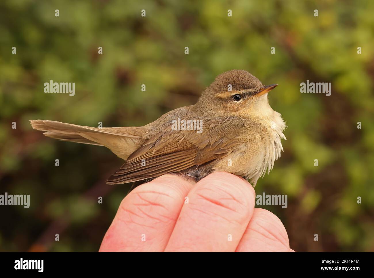 Dusky Warbler (Phylloscopus fuscatus) adult in the hand Eccles-on-Sea ...
