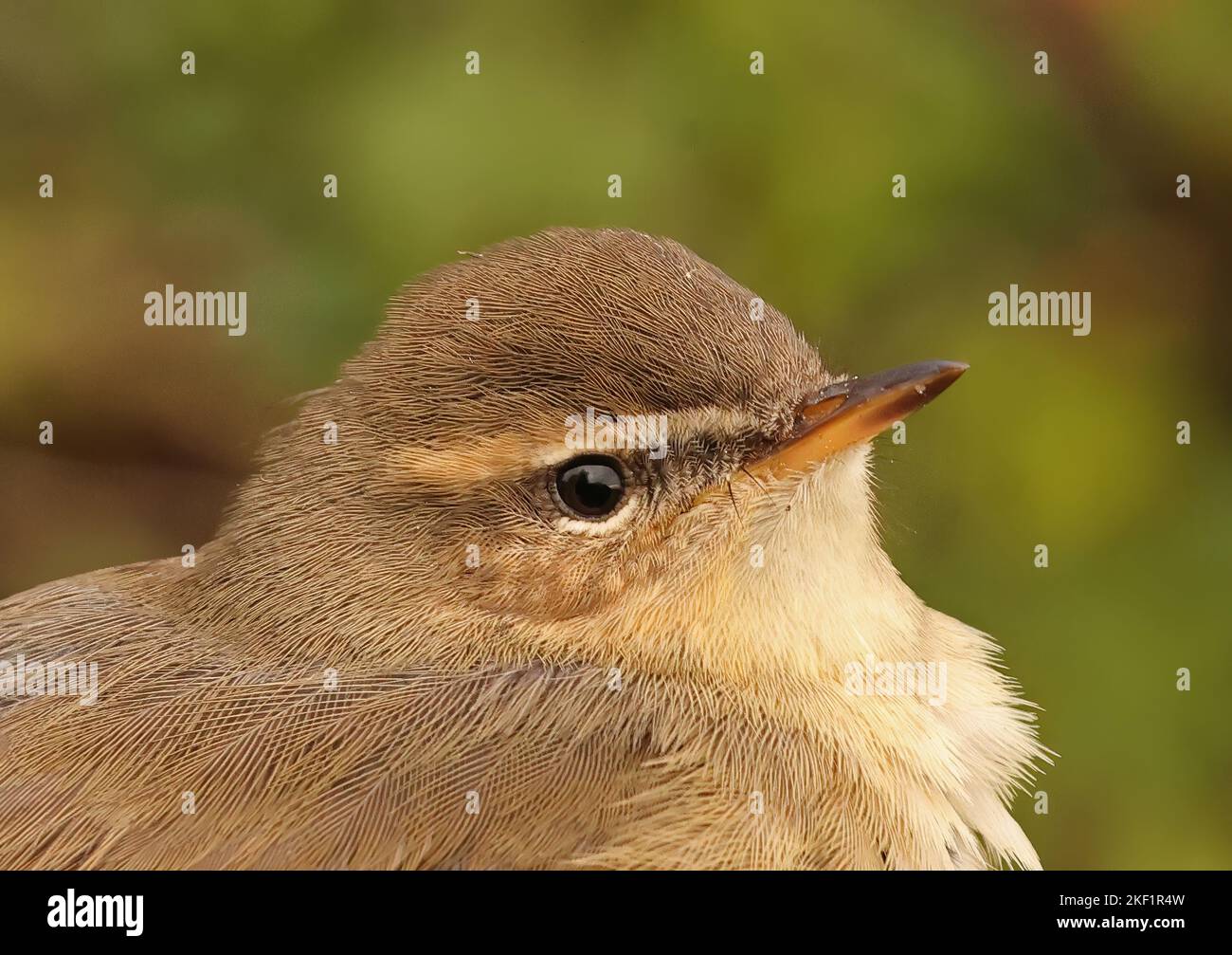 Dusky Warbler (Phylloscopus fuscatus) close-up of adult head Eccles-on ...