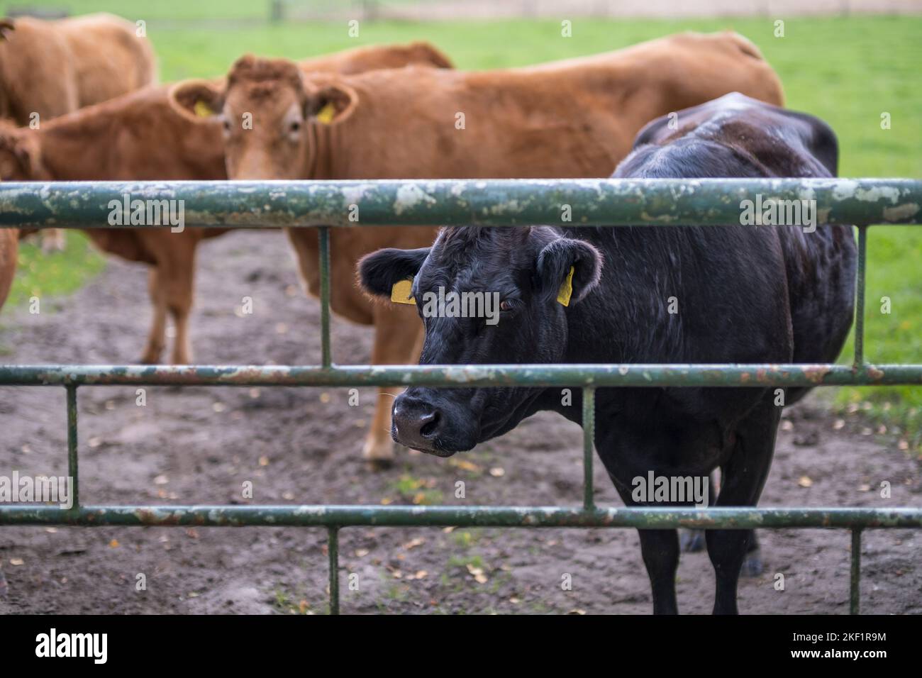 A cow looking through the fence. Livestock and cattle.Freedom, vegan ...